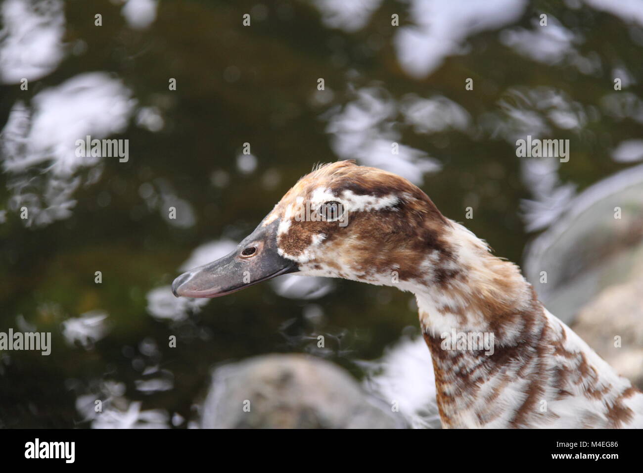 Ancona duck hi-res stock photography and images - Alamy