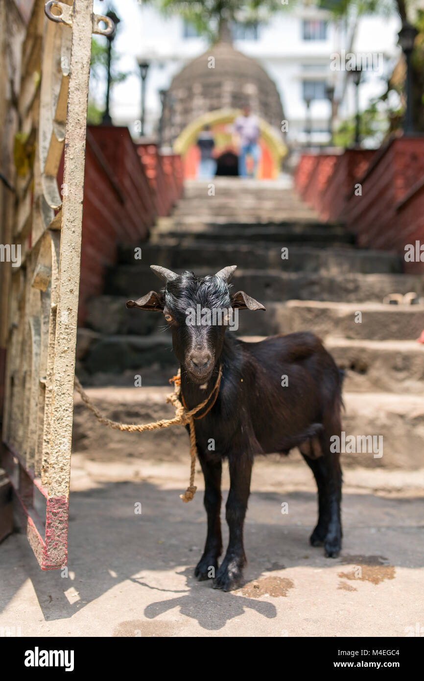 Holy sacrificial goat waits at the entrance to Hindu Kamakhya temple in ...