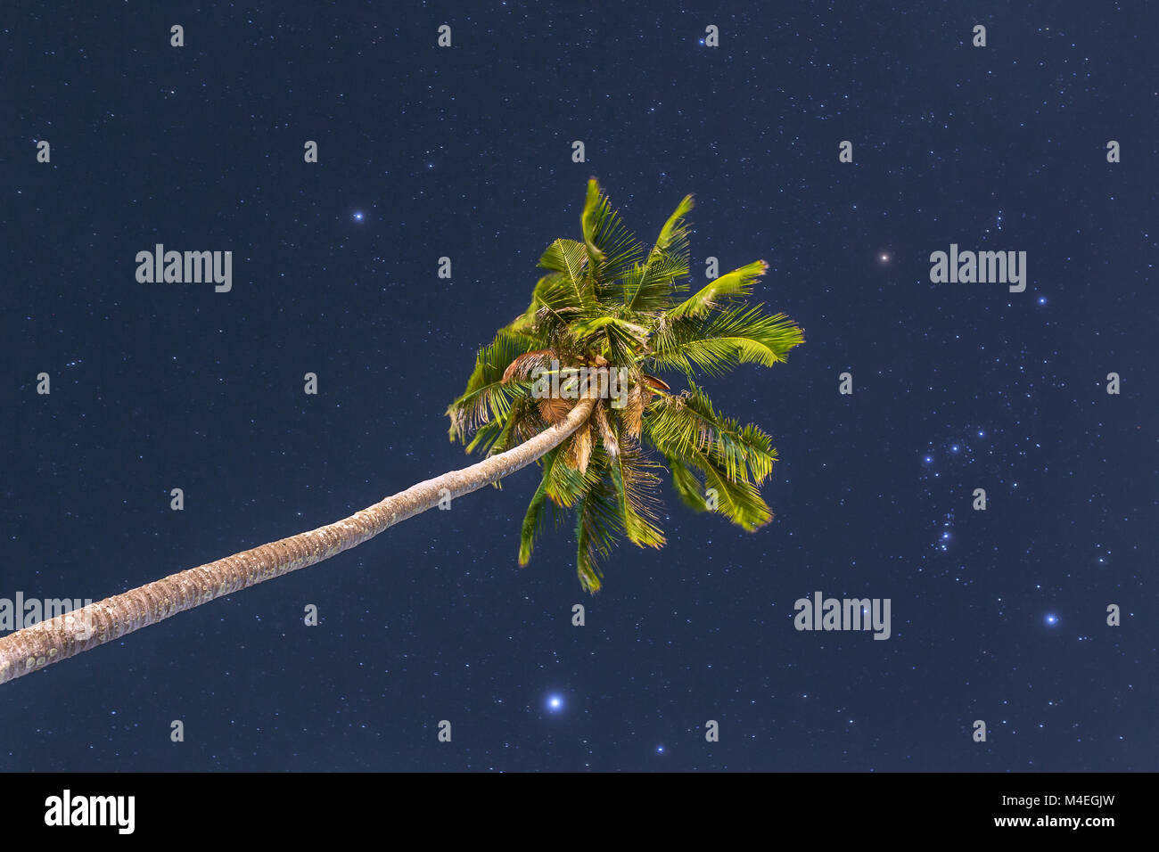 Single palm tree at night sky with stars Stock Photo - Alamy