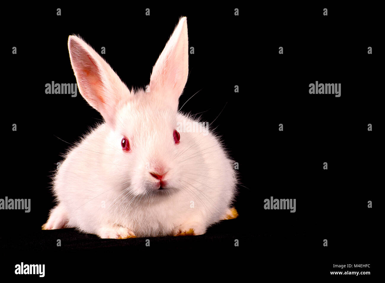 Cute white pet rabbit on black background, Pune, Maharashtra Stock ...
