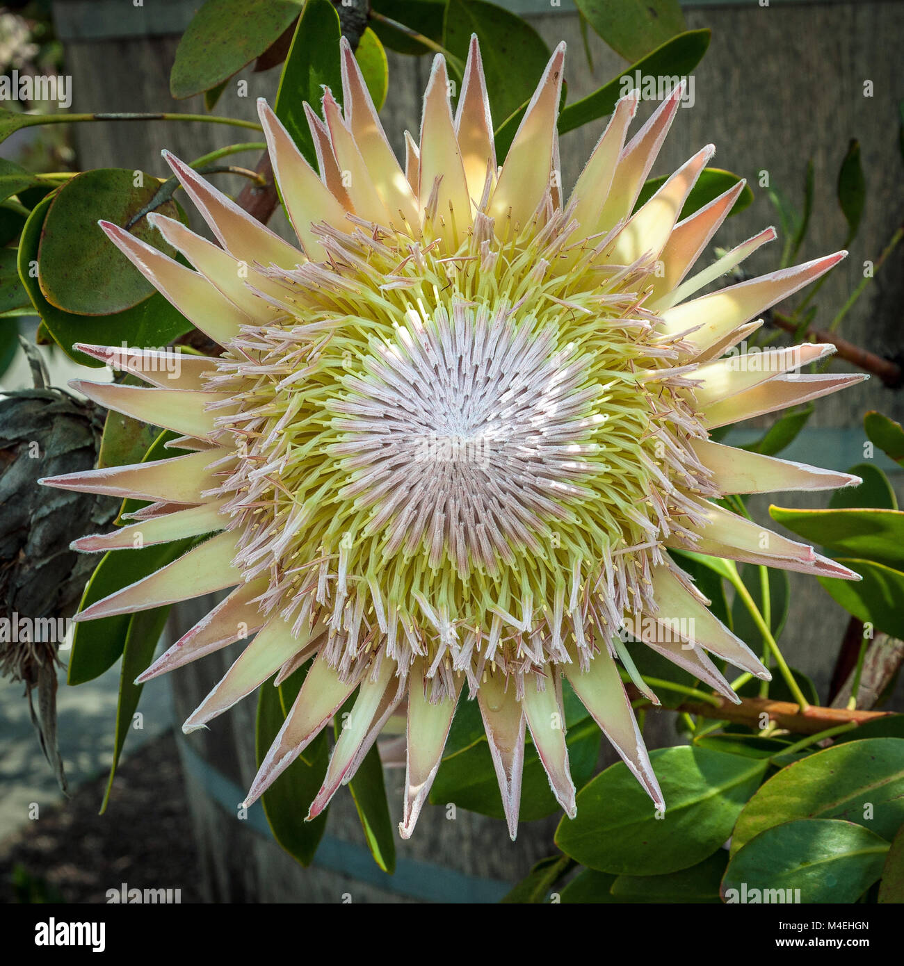 a real big bloom Stock Photo - Alamy