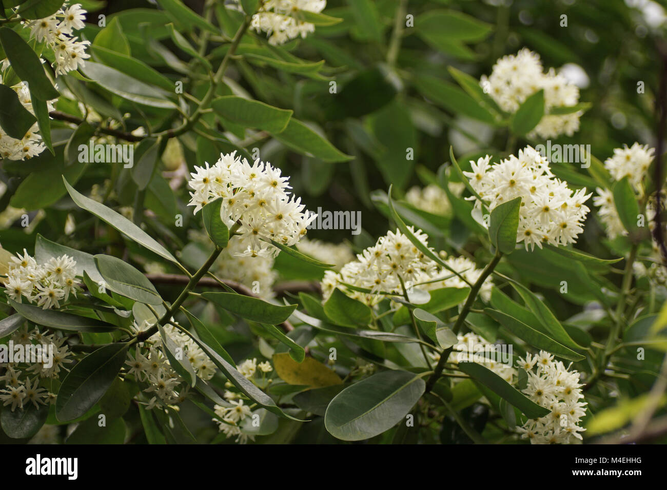 Drimys hi-res stock photography and images - Alamy