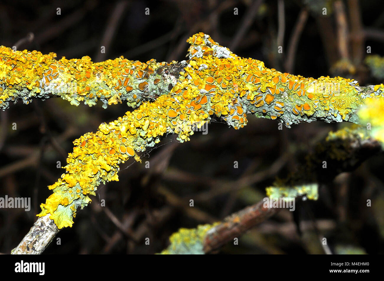 common orange lichen (Xanthoria parietina) on a tree branch Stock Photo ...