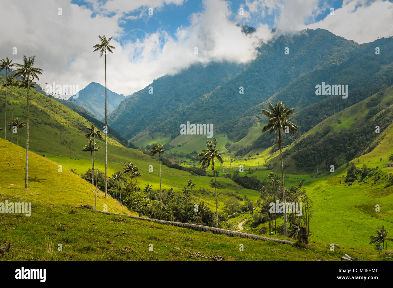 Wax palm trees of Cocora Valley, Colombia Stock Photo - Alamy