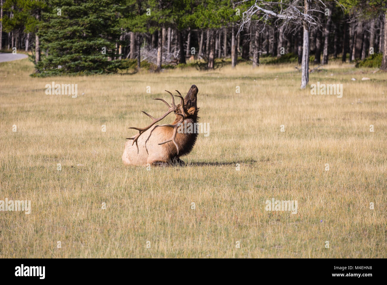 Back of deer hi-res stock photography and images - Alamy