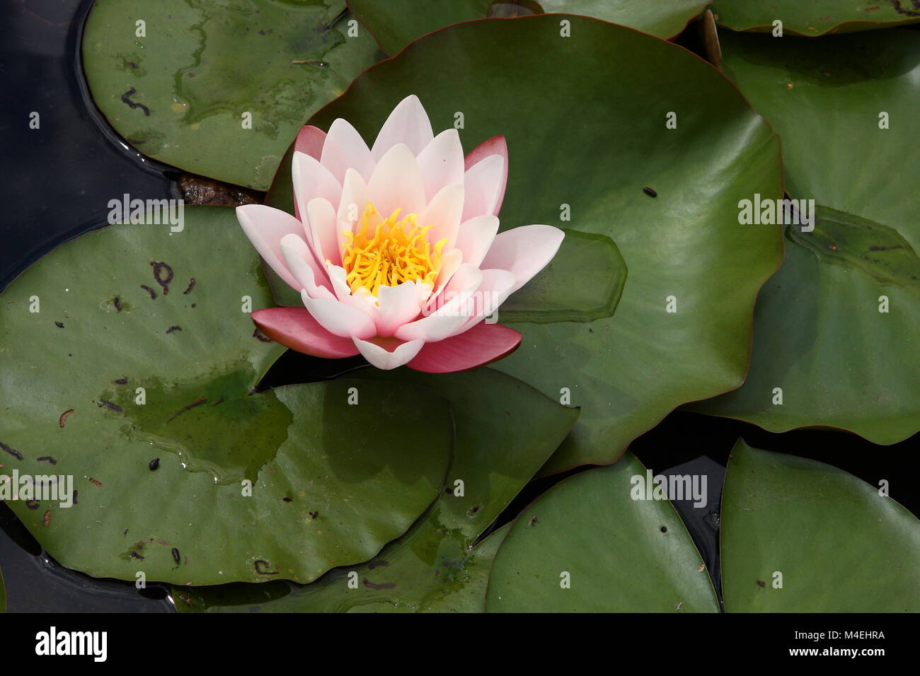 Lily with leaves hi-res stock photography and images - Alamy