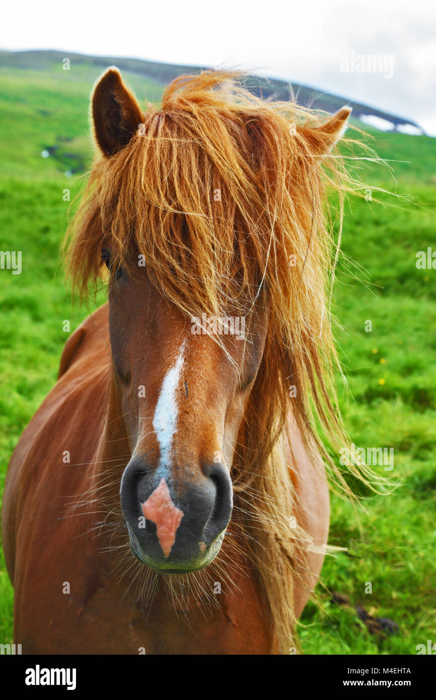 Portrait of brown horse Stock Photo - Alamy