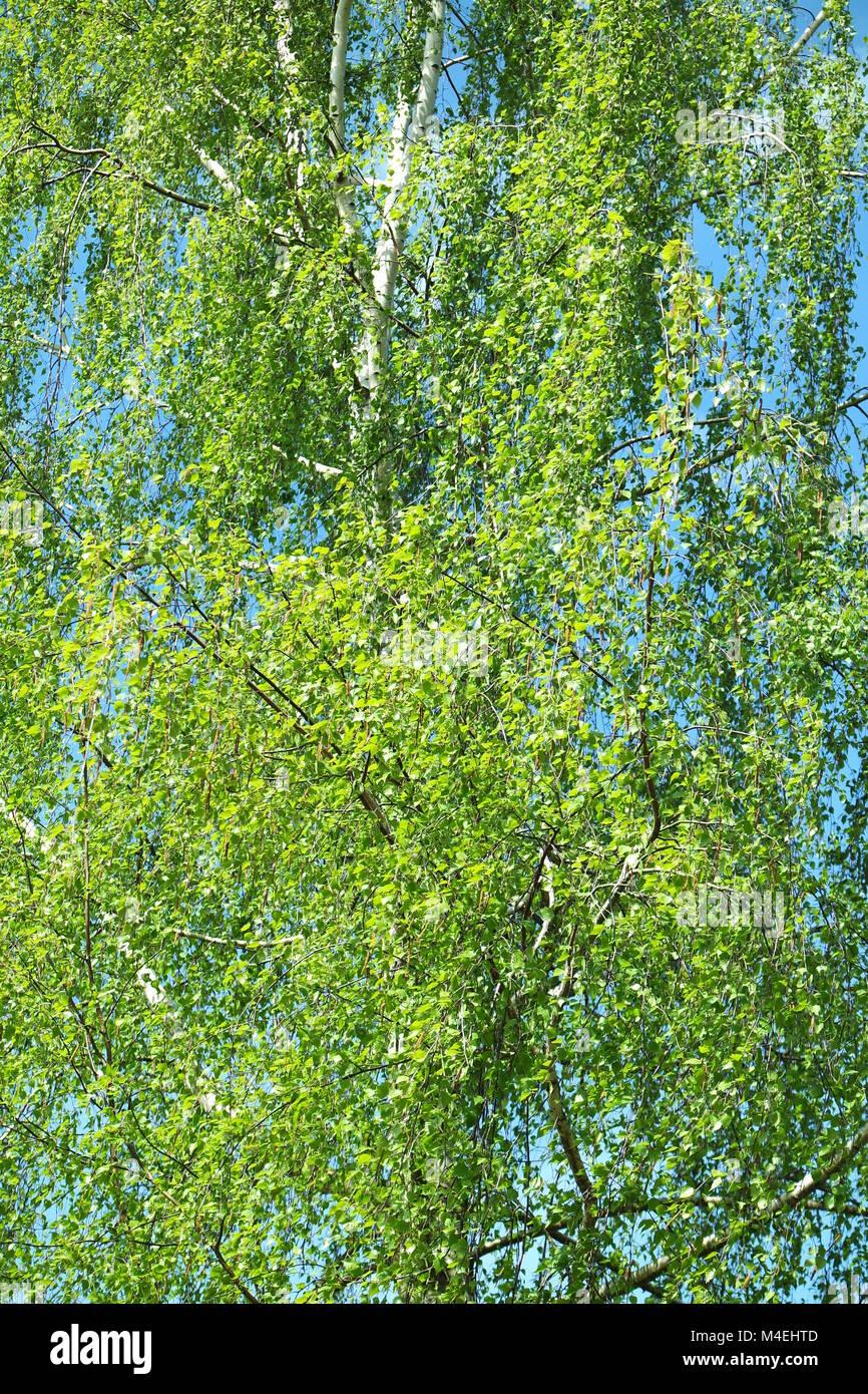 Birch tree in spring hi-res stock photography and images - Alamy