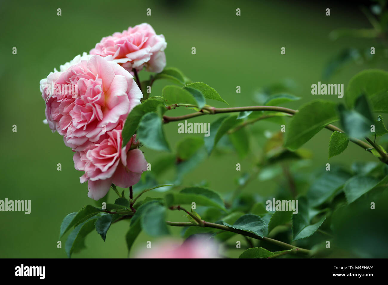 Pink Climbing Rose High Resolution Stock Photography and Images - Alamy
