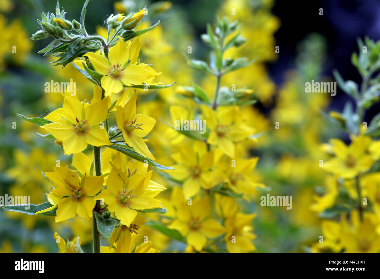 Gardeb hi-res stock photography and images - Alamy