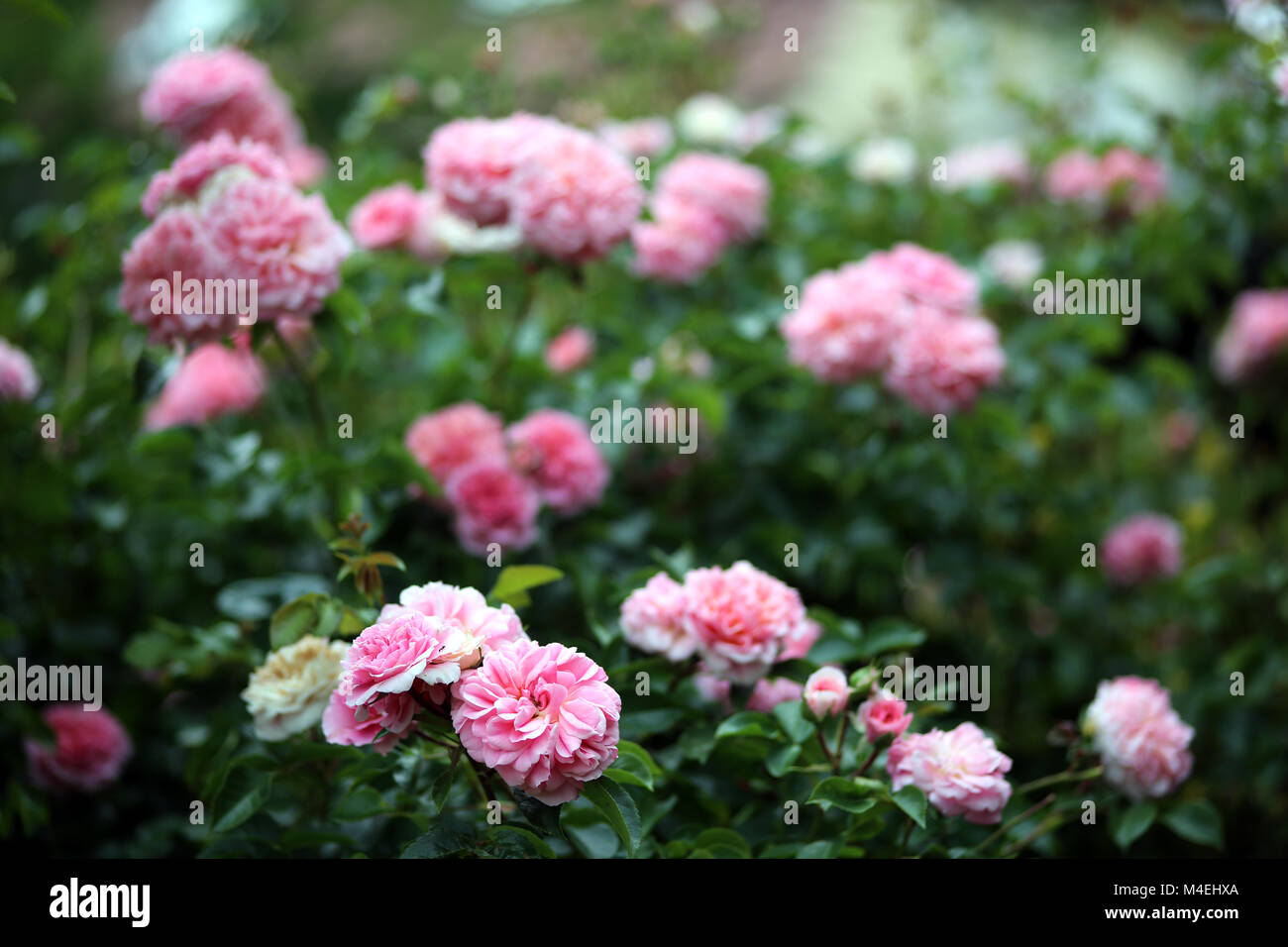 pink climbing rose Stock Photo - Alamy