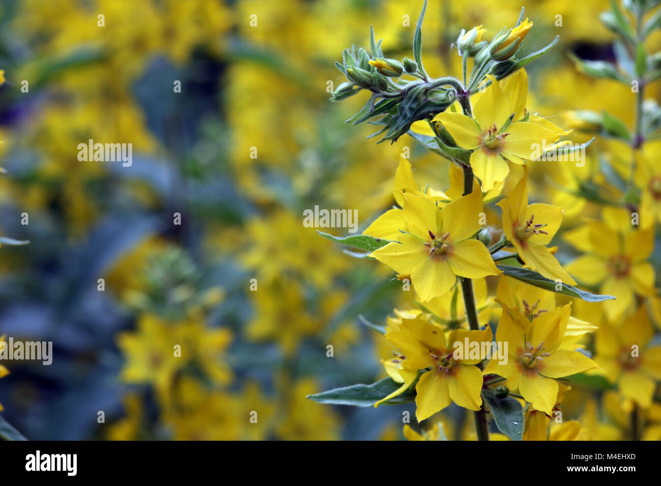 Gardeb hi-res stock photography and images - Alamy