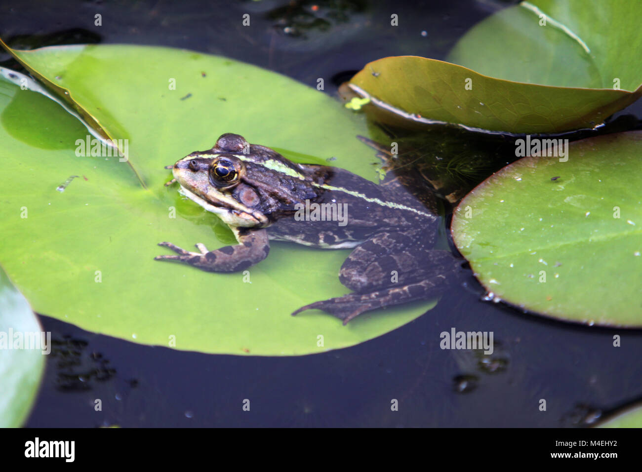 common water frog Stock Photo - Alamy