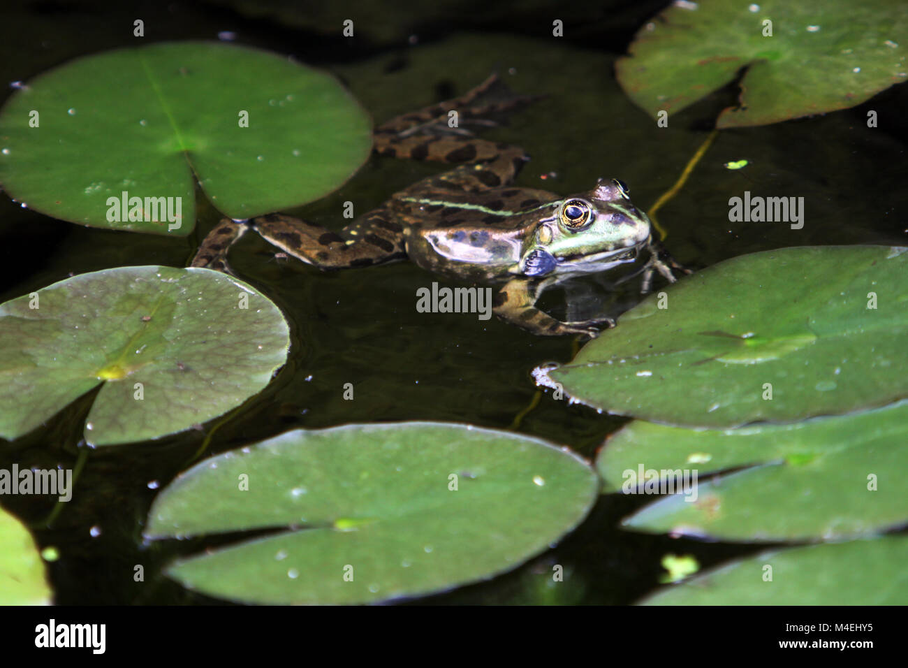 common water frog Stock Photo - Alamy