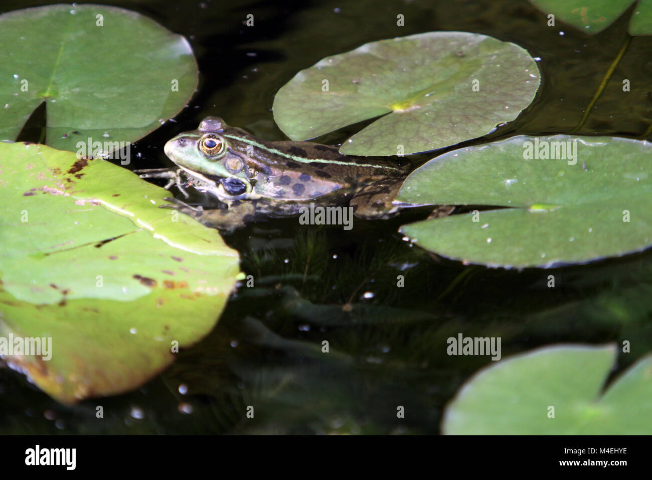 common water frog Stock Photo - Alamy