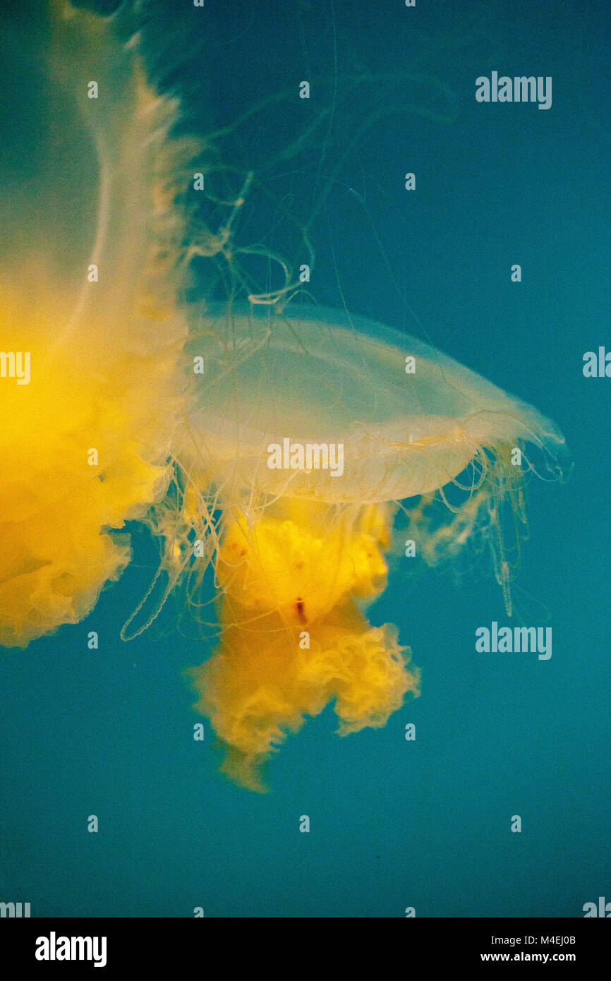 Egg yolk jelly Phacellophora camtschaitica Stock Photo - Alamy