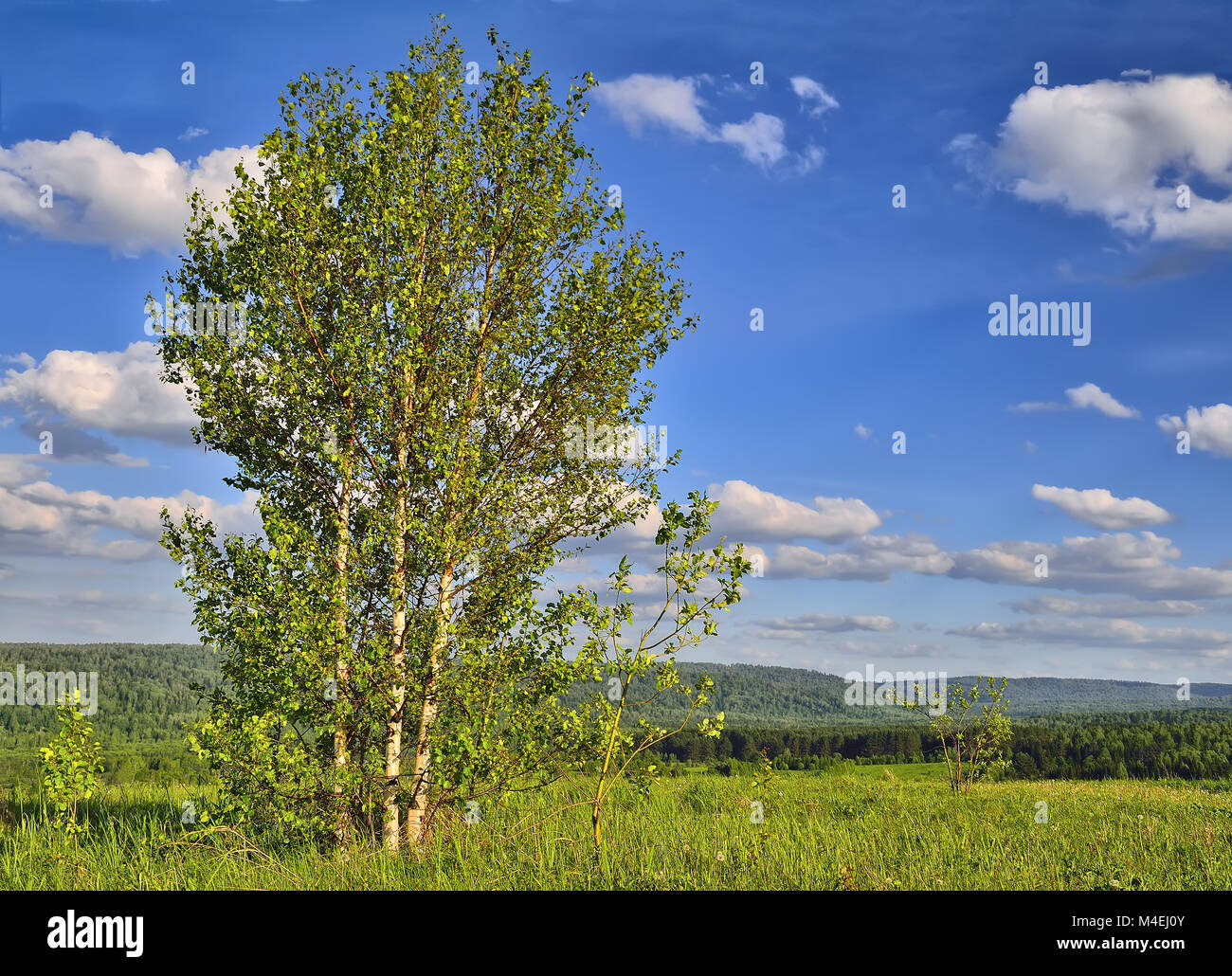 Landscape hill three trees hi-res stock photography and images - Alamy