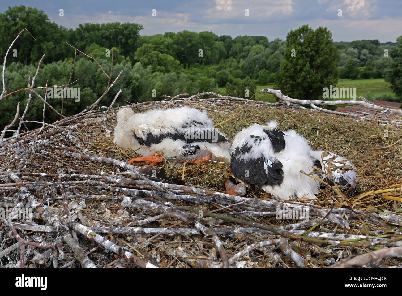 Storck hi-res stock photography and images - Alamy