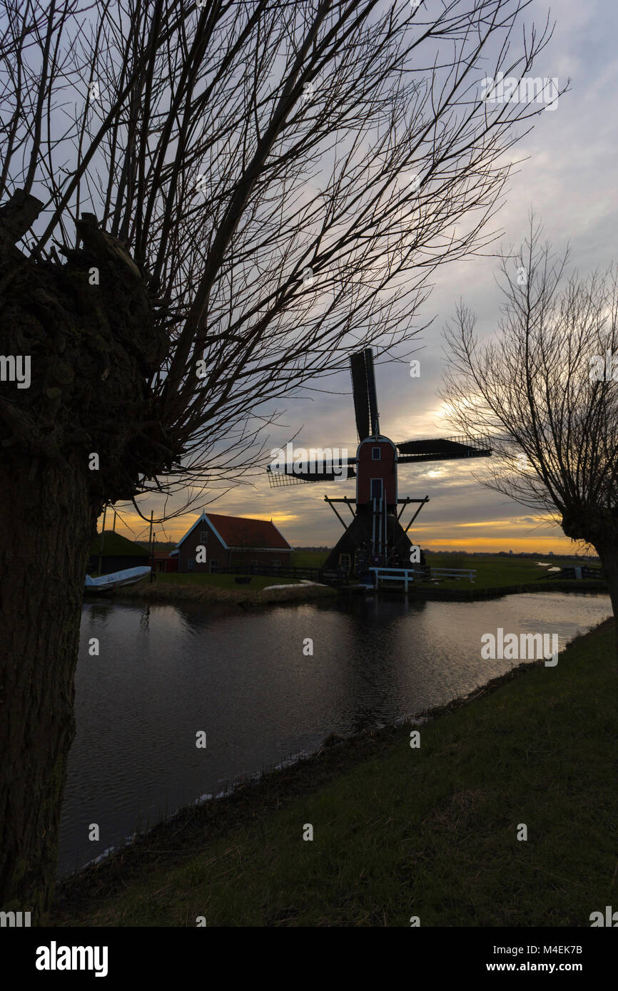 Historic windmill at sunset, framed by weeping willow trees in Dutch ...