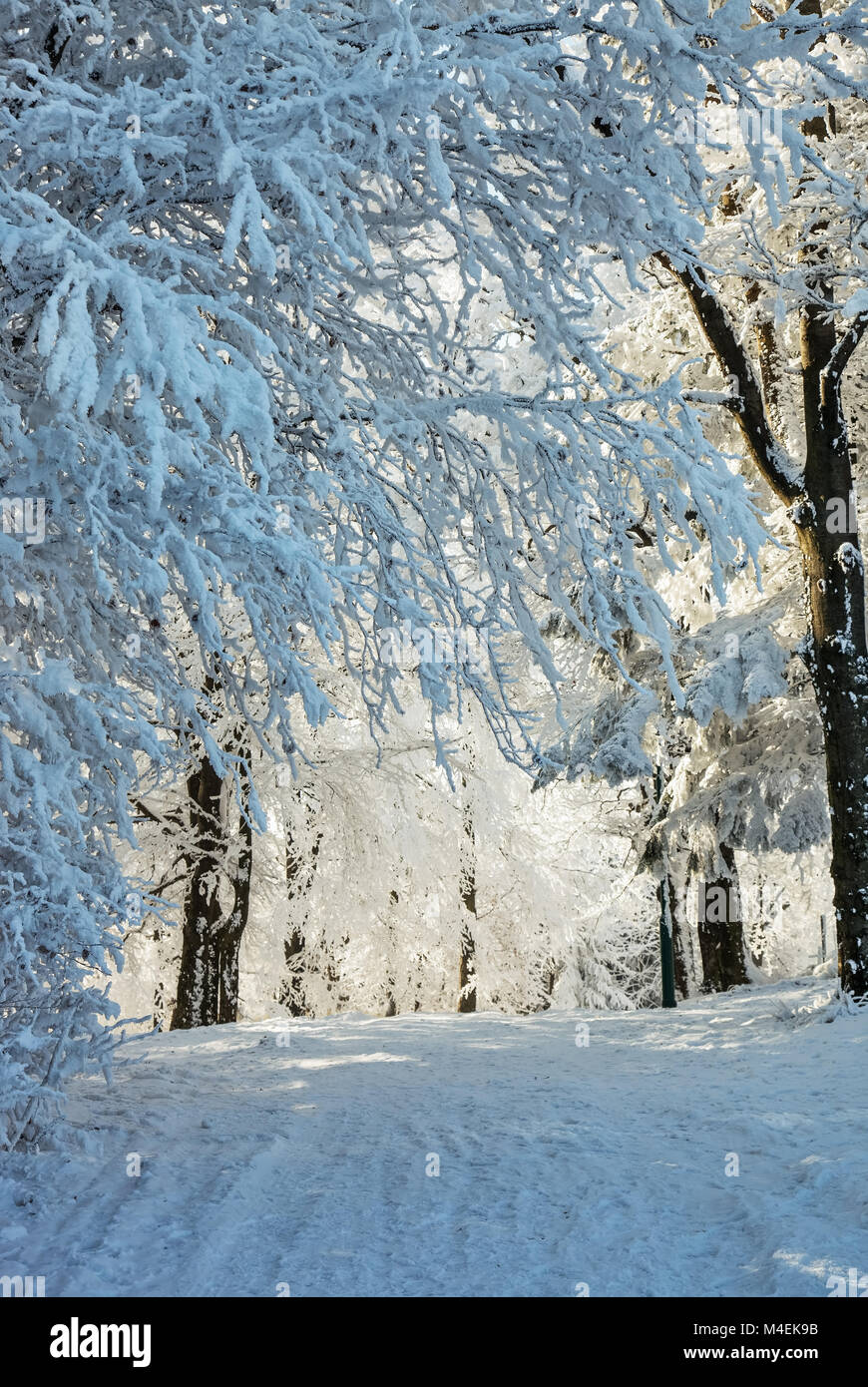 Ski clearing in snowy forest Stock Photo - Alamy