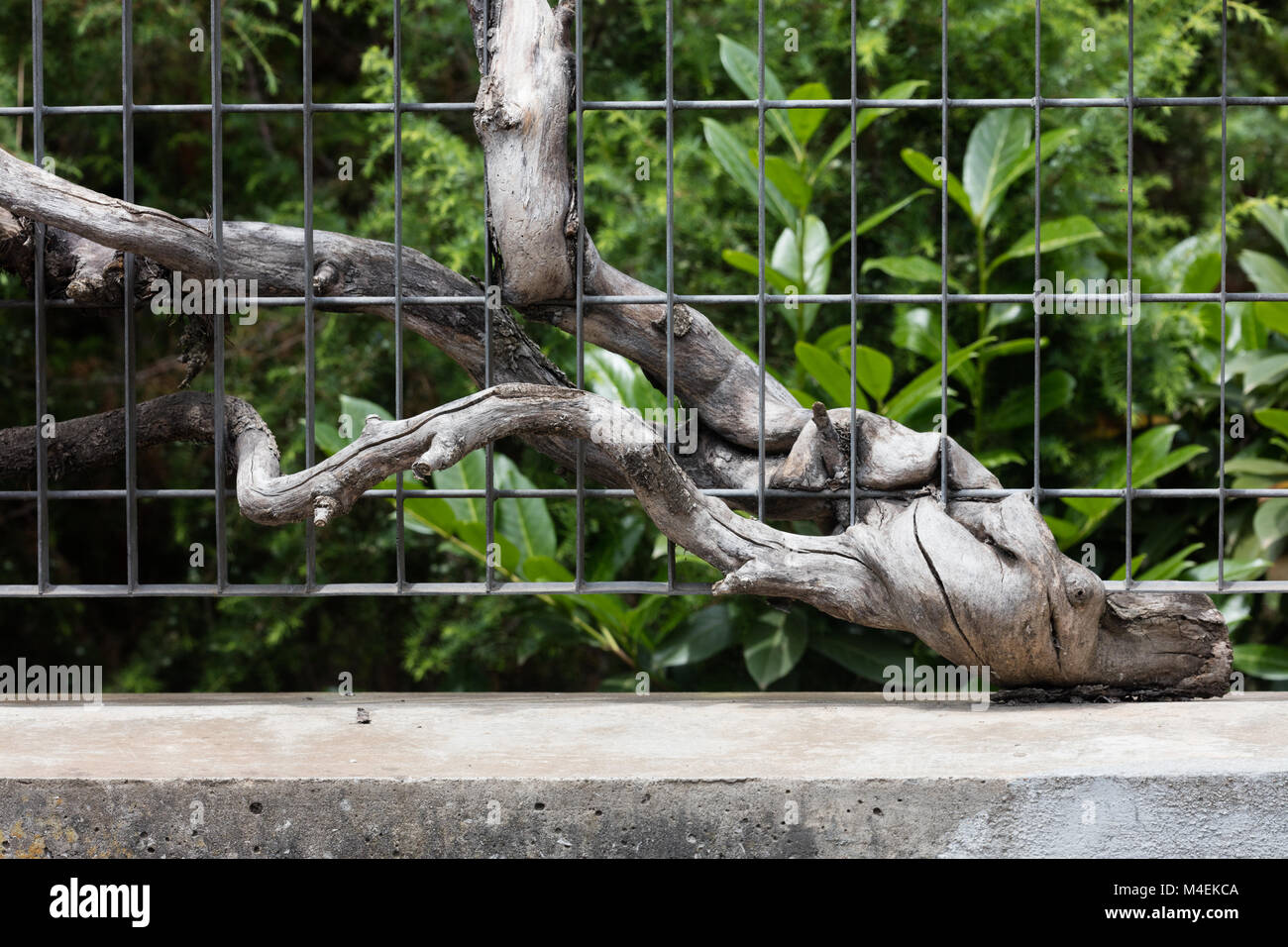roots through a gate Stock Photo - Alamy