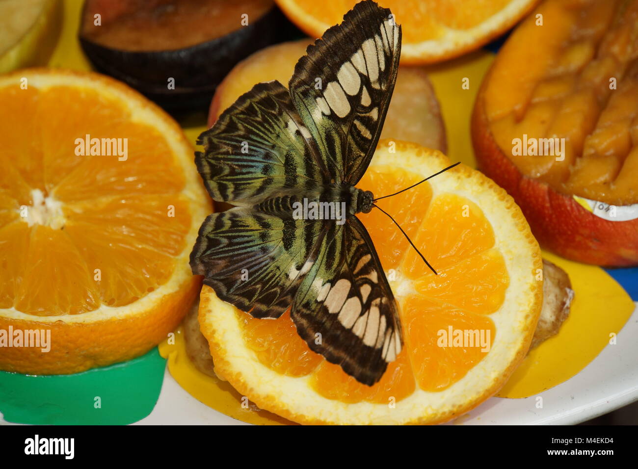 Syvia hi-res stock photography and images - Alamy