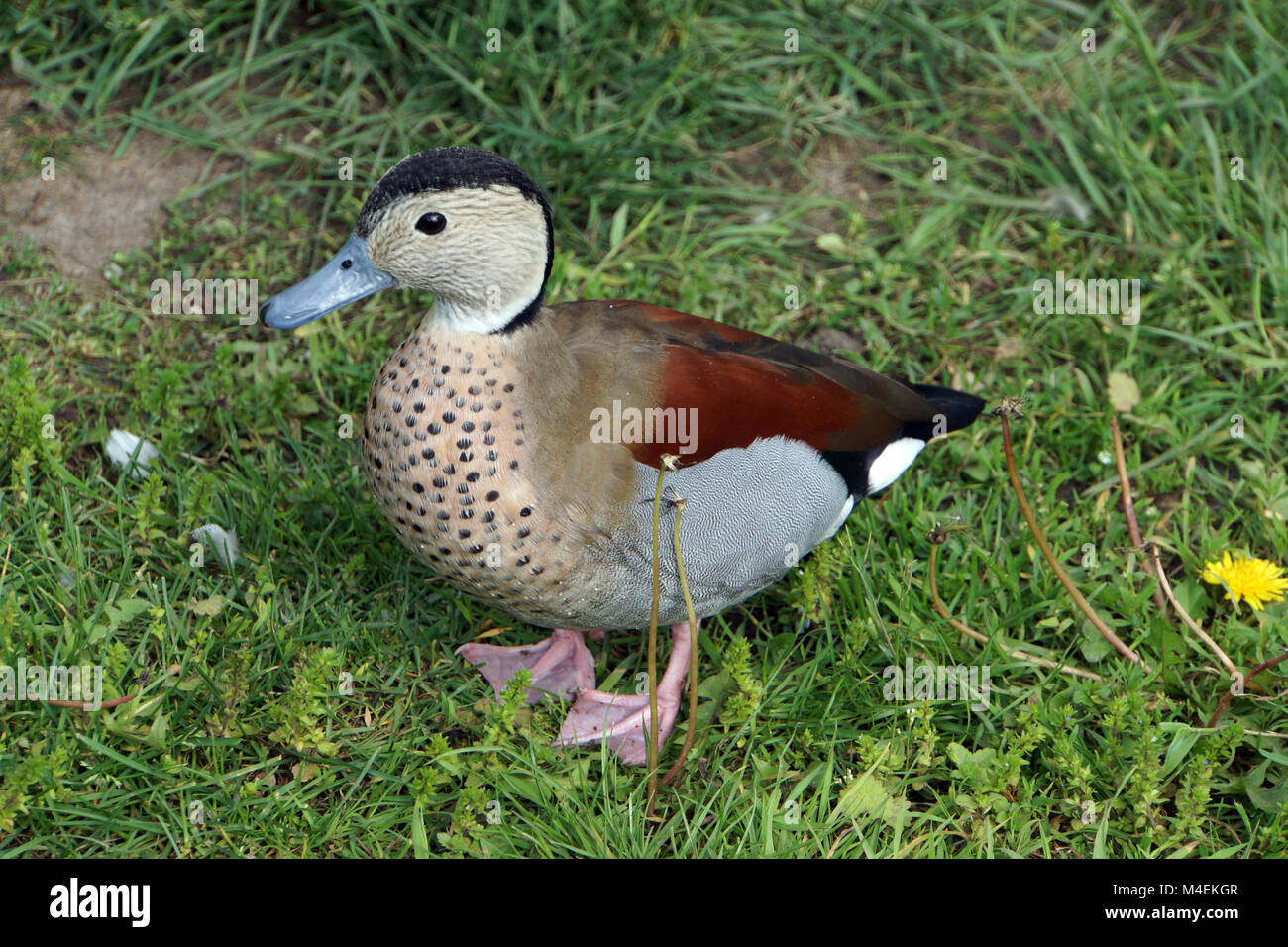Puna teal spatula puna hi-res stock photography and images - Alamy