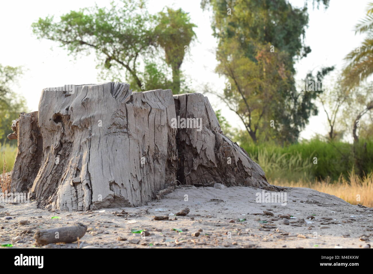 Heavy tree trunk hi-res stock photography and images - Alamy