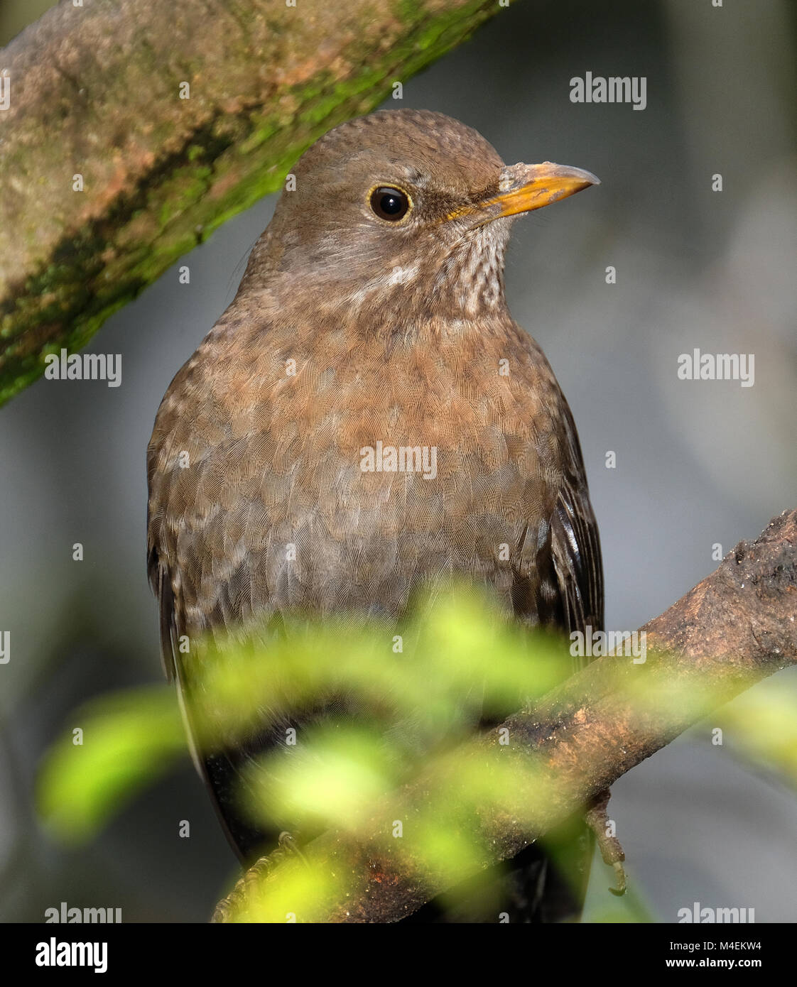 Female thrush hi-res stock photography and images - Alamy