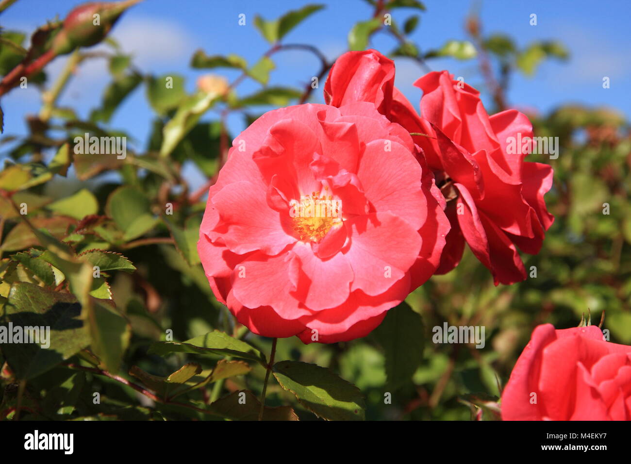 Rosarote rose hi-res stock photography and images - Alamy