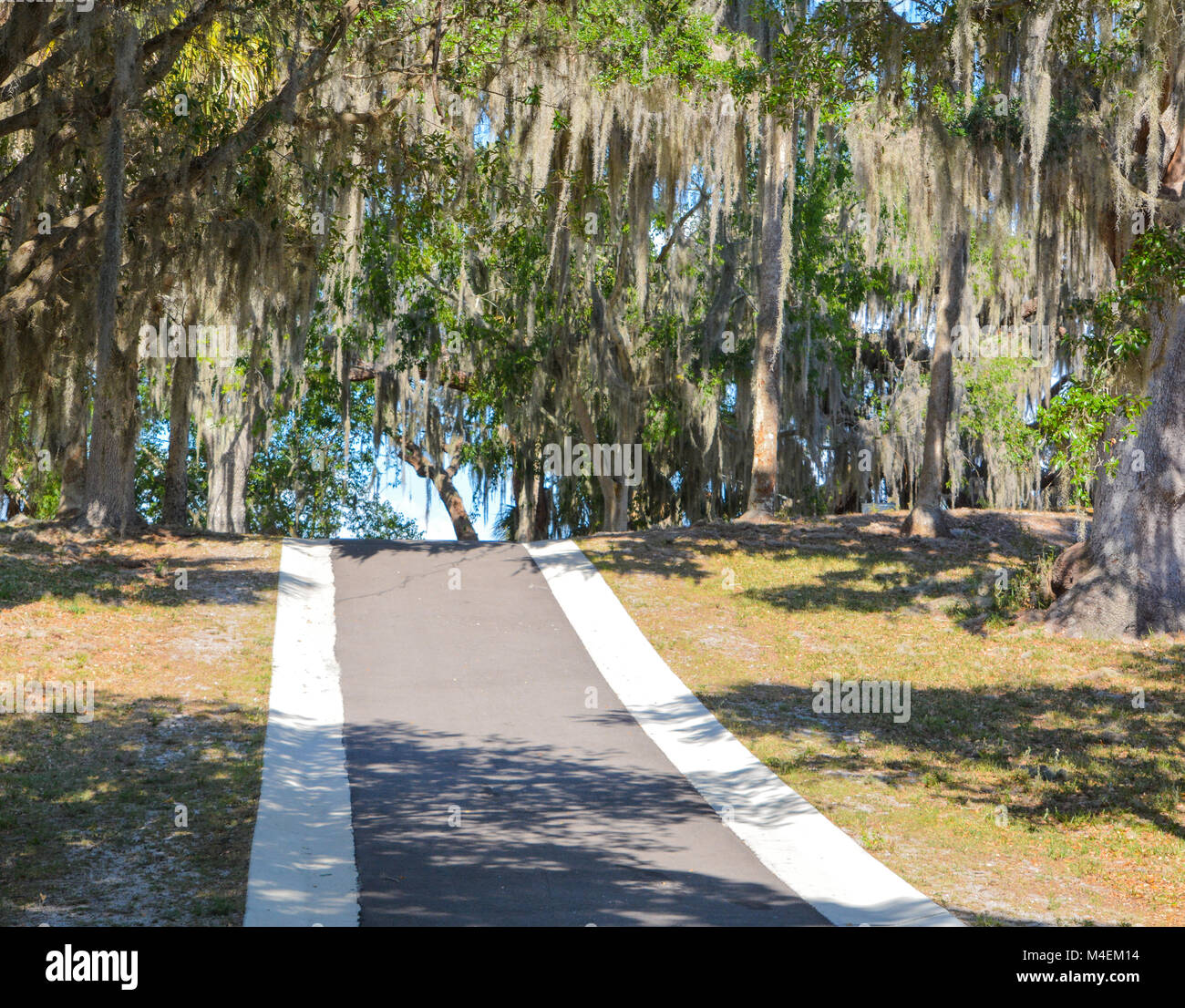 Spanish Moss (Tillandsia Usneoides) Hanging Stock Photo - Alamy