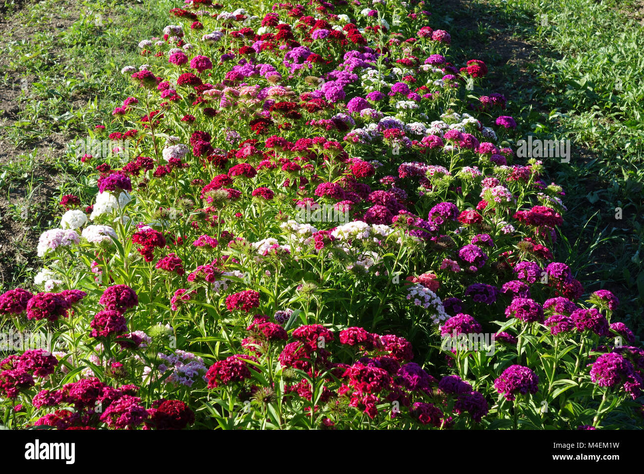 Dianthus barbatus, sweet william Stock Photo - Alamy