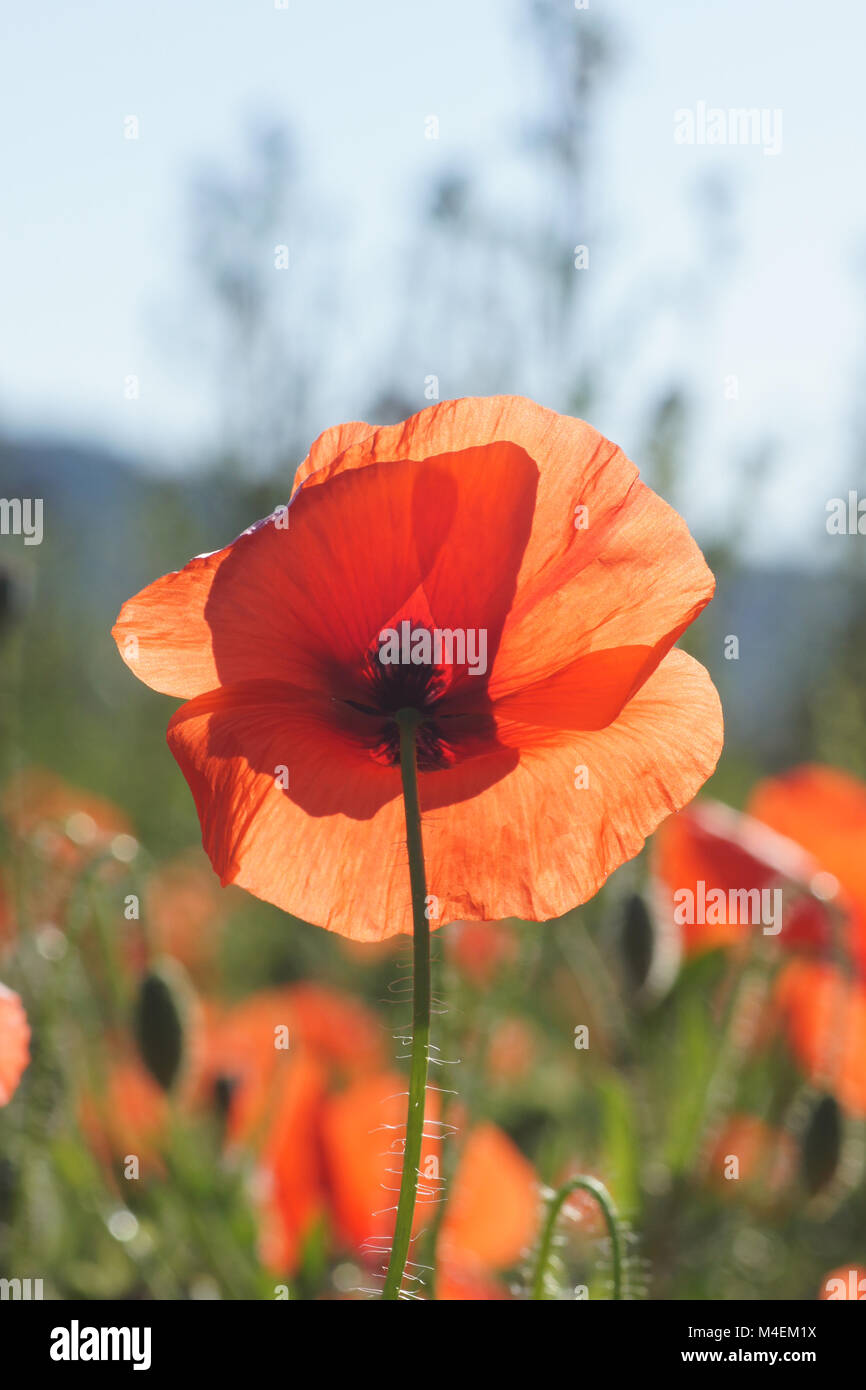 Papaver rhoeas, field poppy Stock Photo - Alamy
