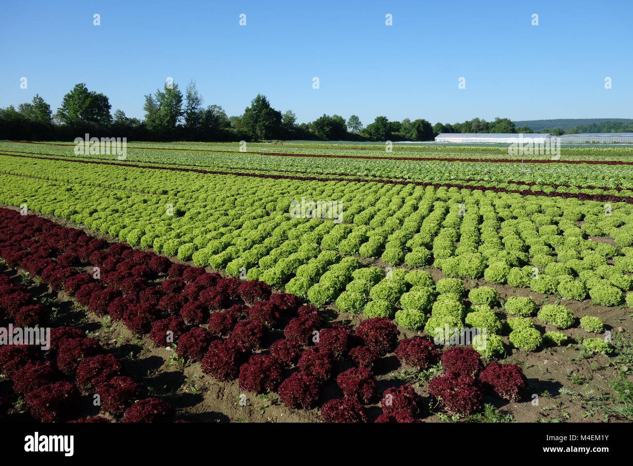 Lollo bionda lettuce hi-res stock photography and images - Alamy