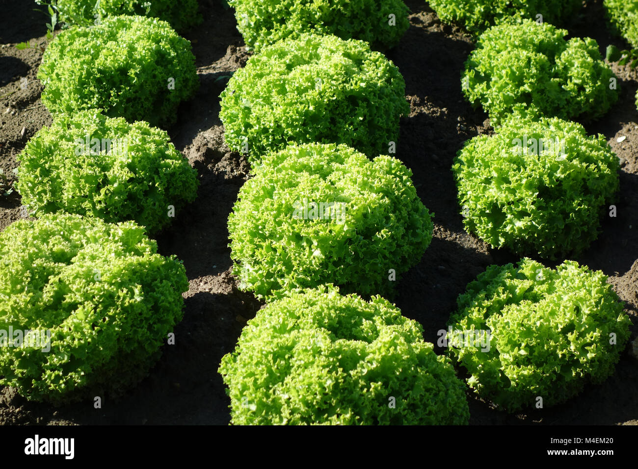 Lactuca sativa Lollo Bionda, Lettuce Stock Photo - Alamy