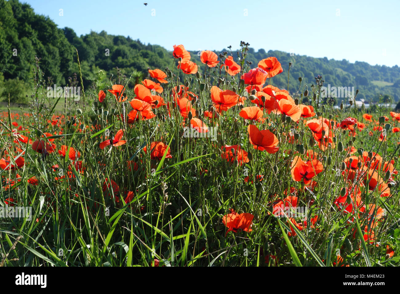 Papaver rhoeas, field poppy Stock Photo - Alamy