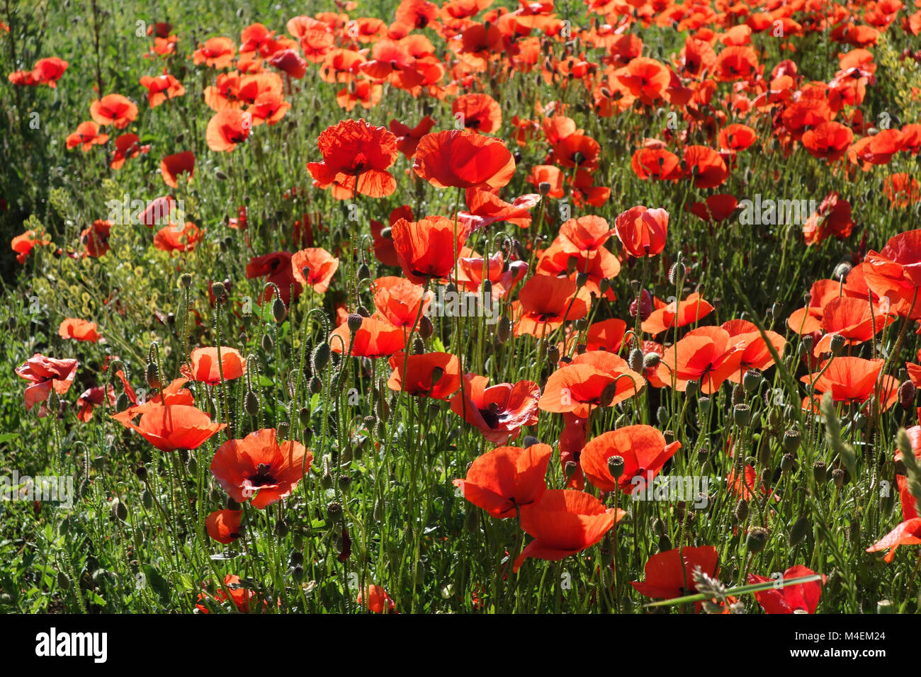 Papaver rhoeas, field poppy Stock Photo - Alamy