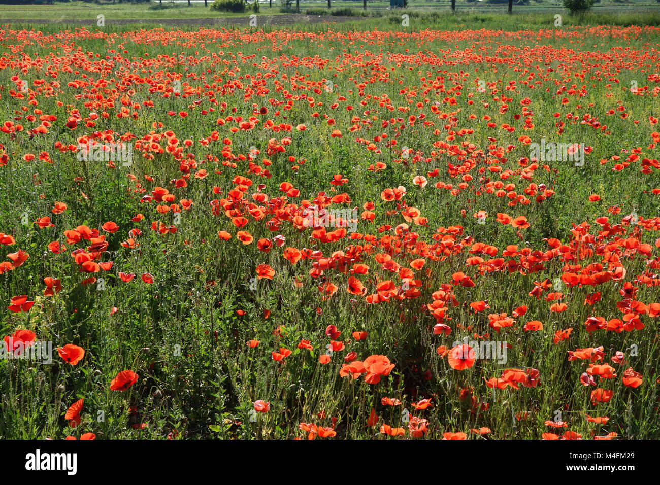 Papaver rhoeas, field poppy Stock Photo - Alamy