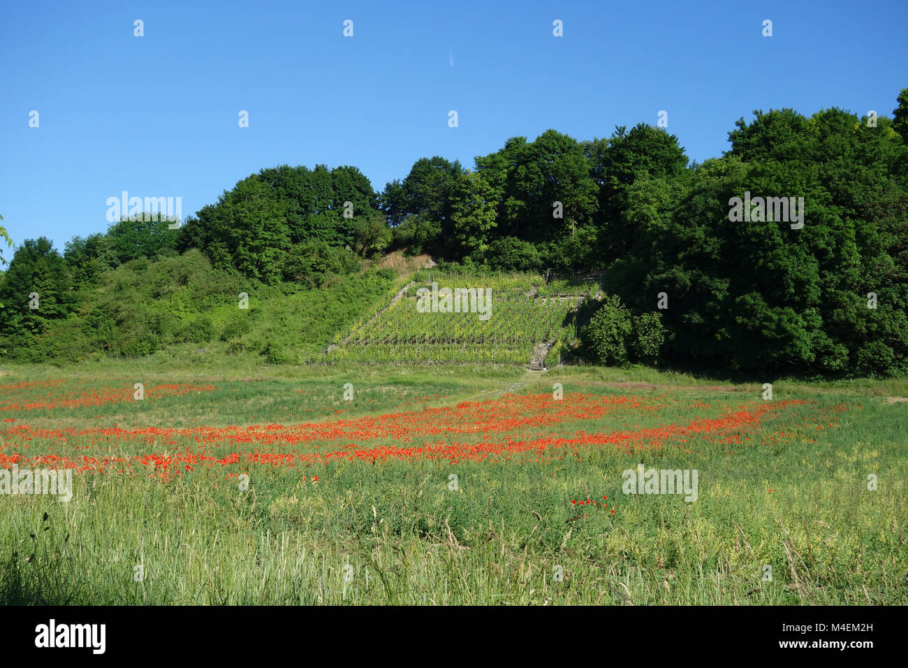 Papaver rhoeas, field poppy, near vineyard Stock Photo - Alamy