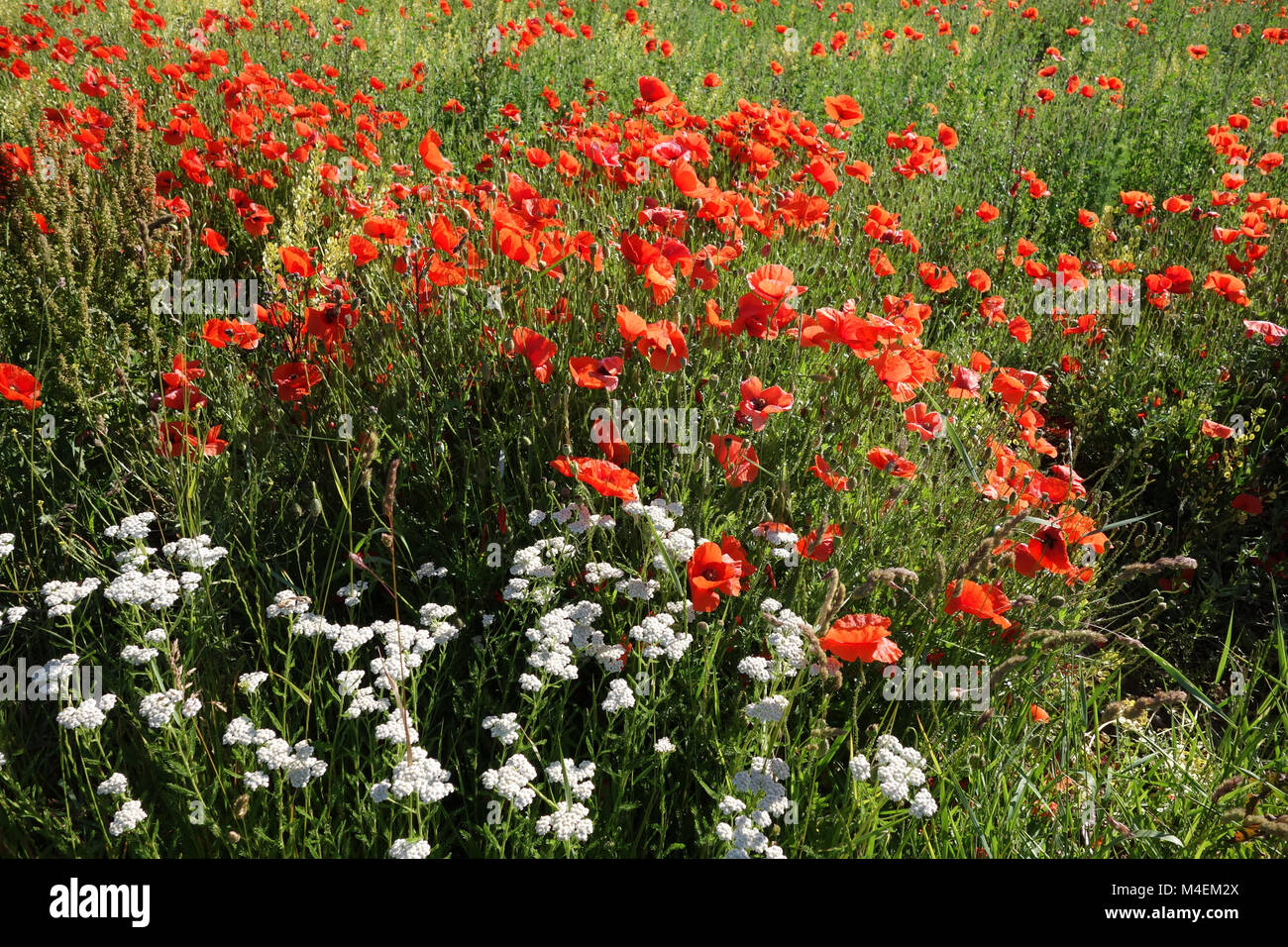 Papaver rhoeas, field poppy Stock Photo - Alamy