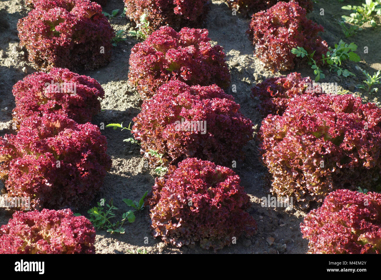 Lactuca sativa Lollo Rosso, Lettuce Stock Photo - Alamy