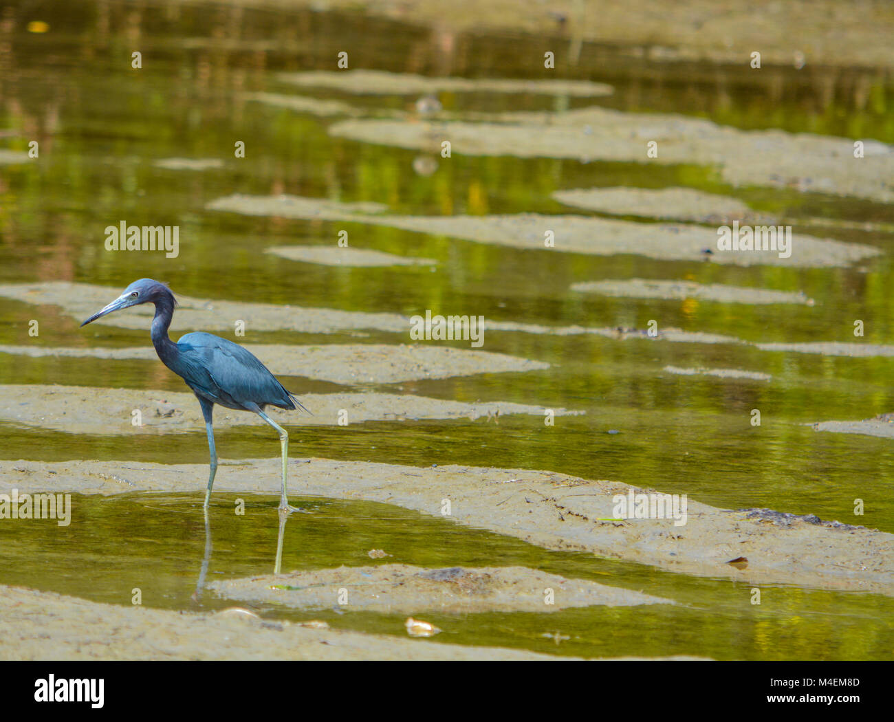 Little Blue Heron (Egretta caerulea Stock Photo - Alamy