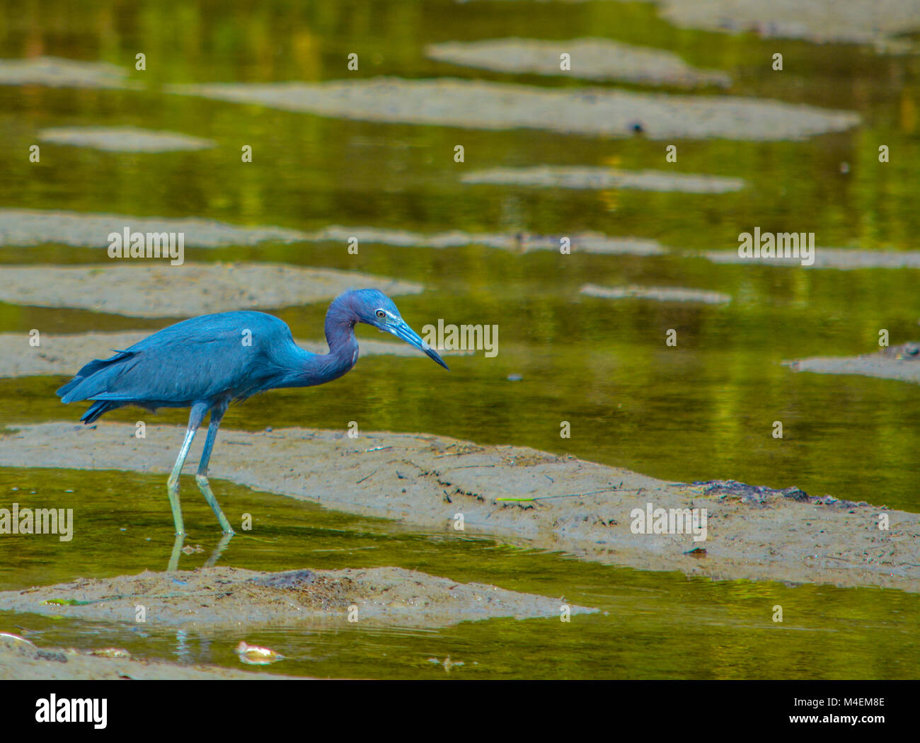 Little Blue Heron (Egretta caerulea Stock Photo - Alamy
