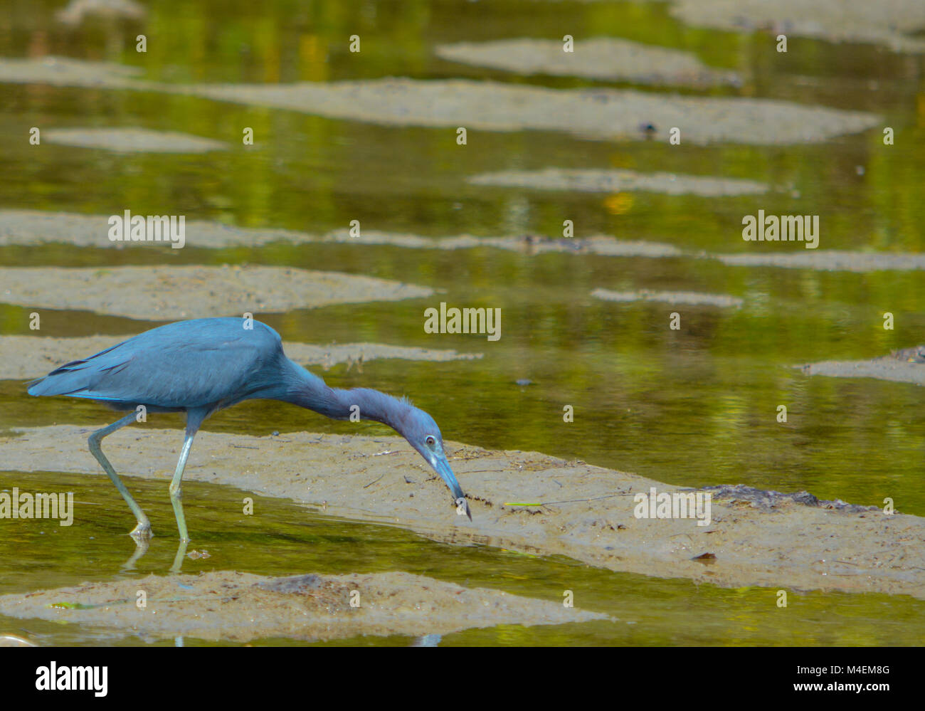 Little Blue Heron (Egretta caerulea Stock Photo - Alamy