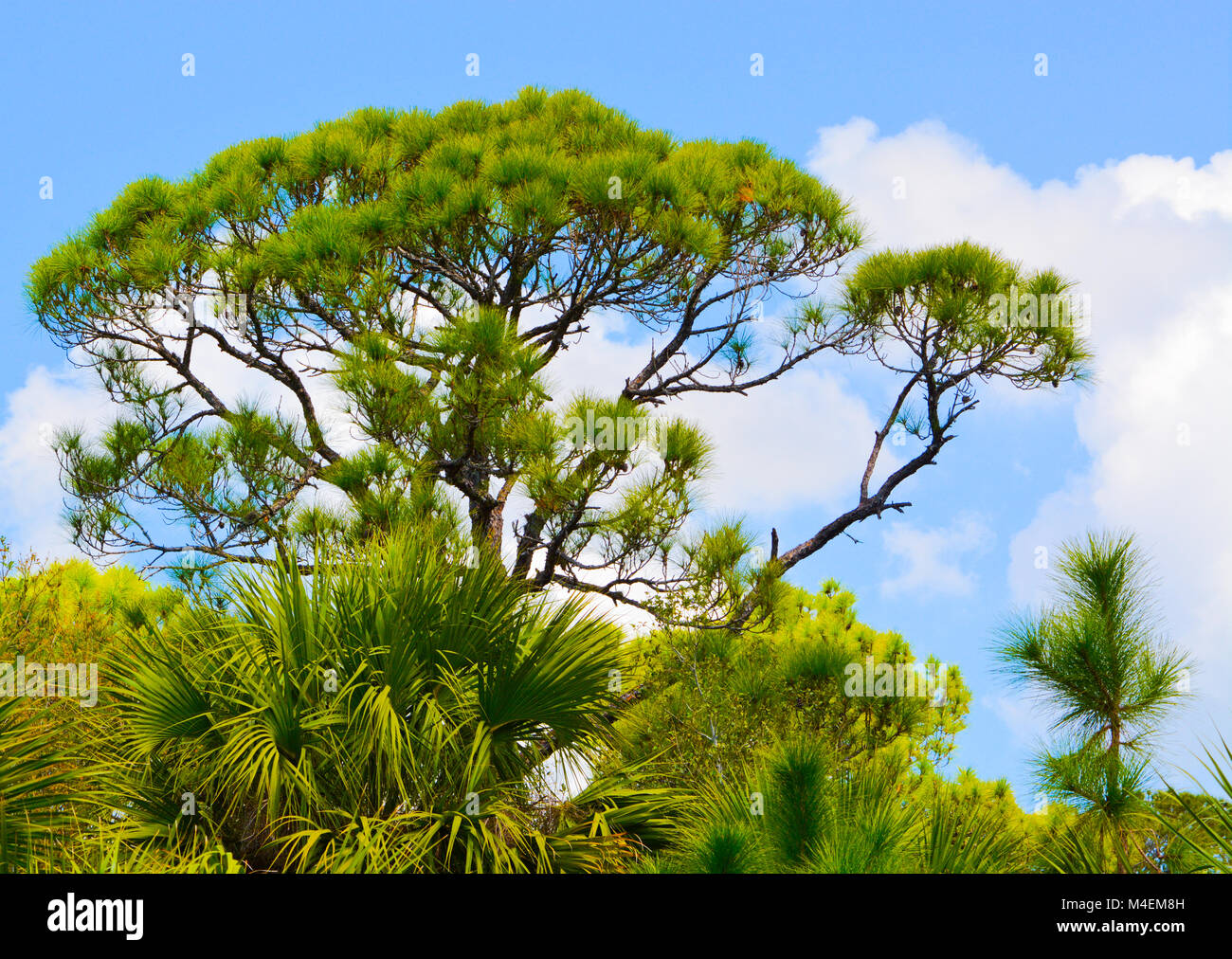 Pine trees in Hillsborough River State Park Stock Photo - Alamy
