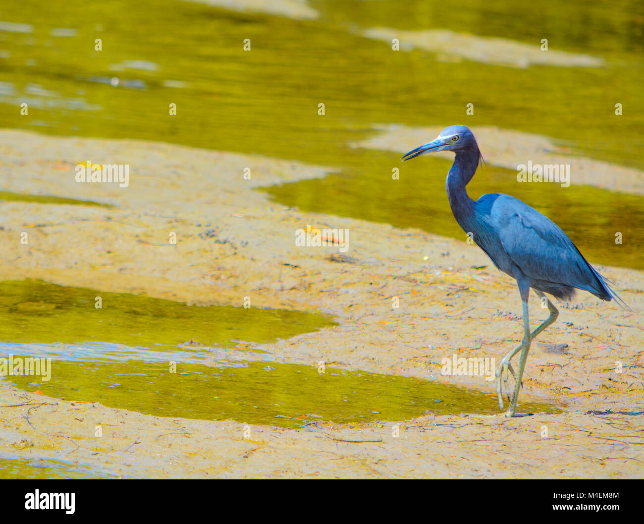 Little Blue Heron (Egretta caerulea Stock Photo - Alamy
