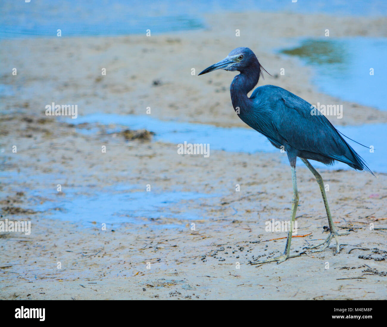 Little Blue Heron (Egretta caerulea Stock Photo - Alamy