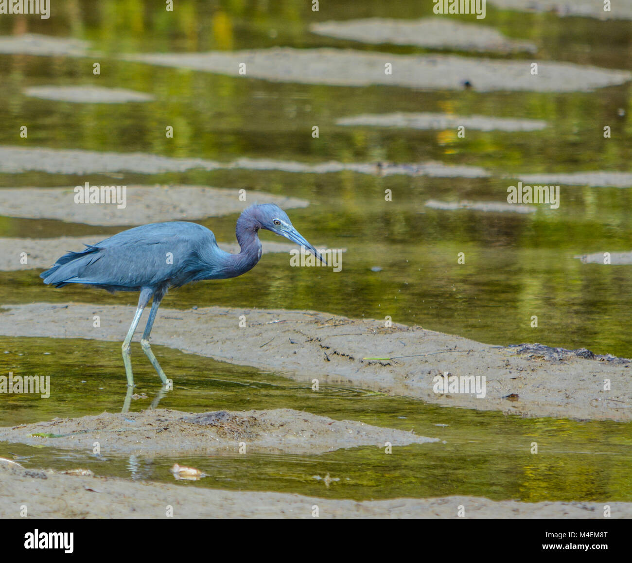 Little Blue Heron (Egretta caerulea Stock Photo - Alamy