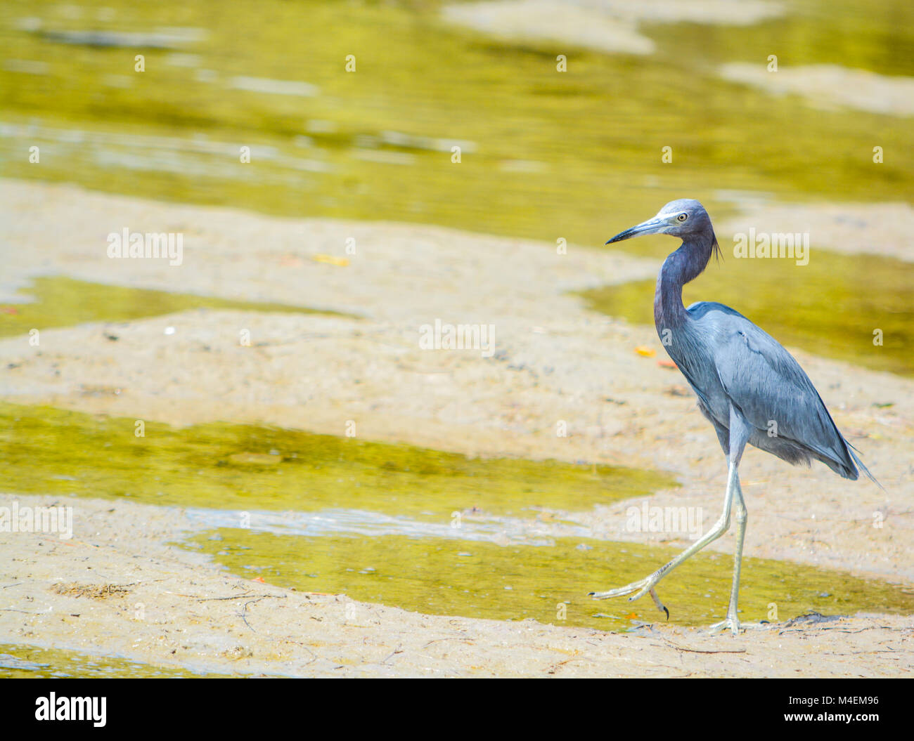 Little Blue Heron (Egretta caerulea Stock Photo - Alamy