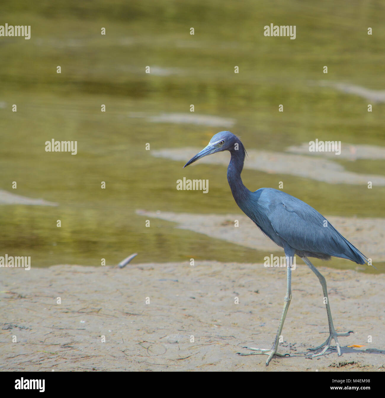 Little Blue Heron (Egretta caerulea Stock Photo - Alamy